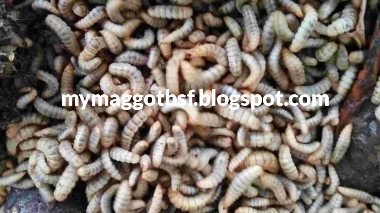 4 langkah jitu memancing telur bsf dari alam - My maggot bsf