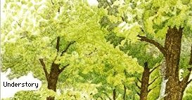 FORESTRY - LEARNING: The Structure of Forests