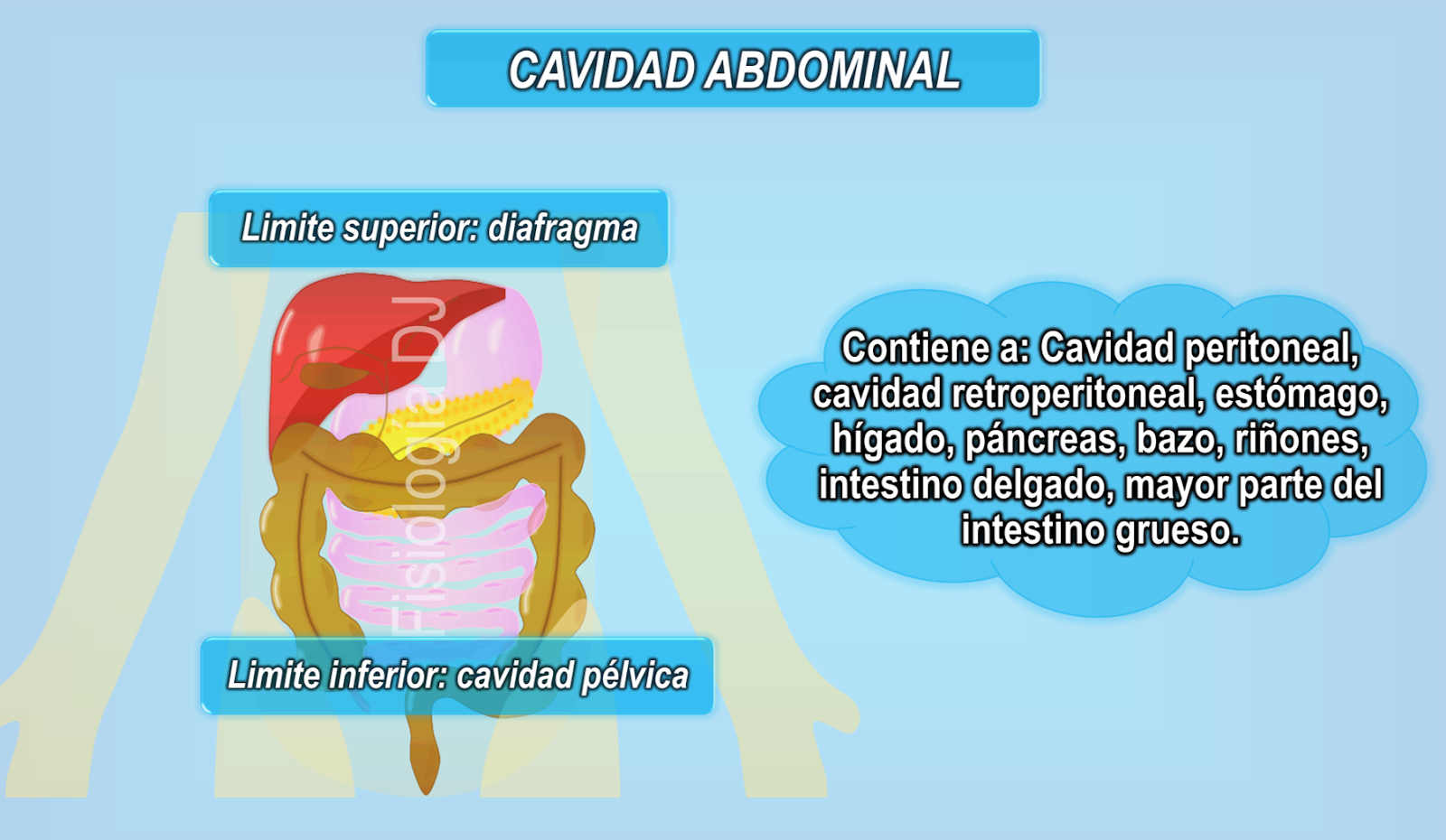 Fisiología DJ: Anatomía: Cavidad abdominal