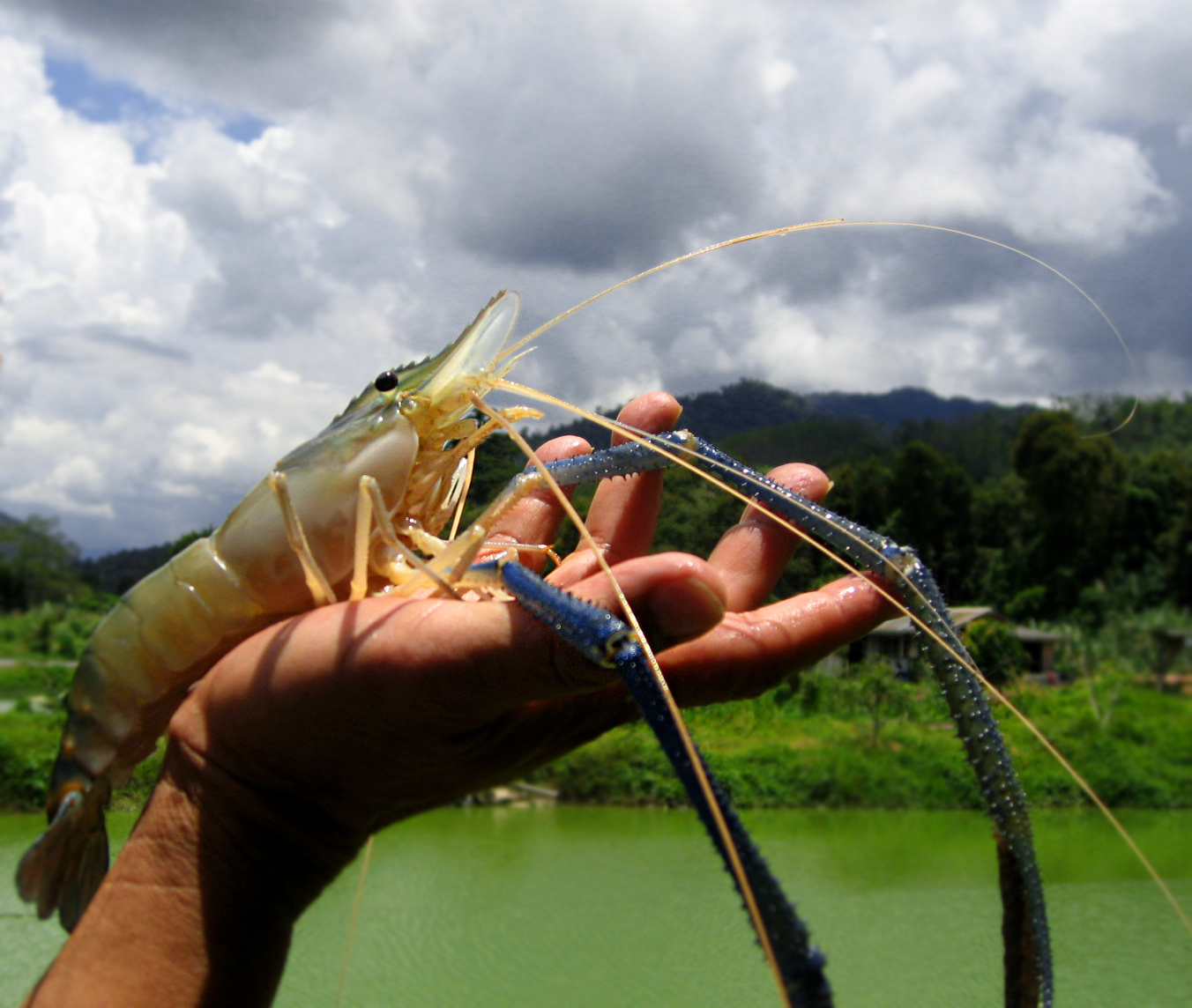 Why Pinoy Ulang Might Overtake the Global Shrimp Market ~ Wazzup ...