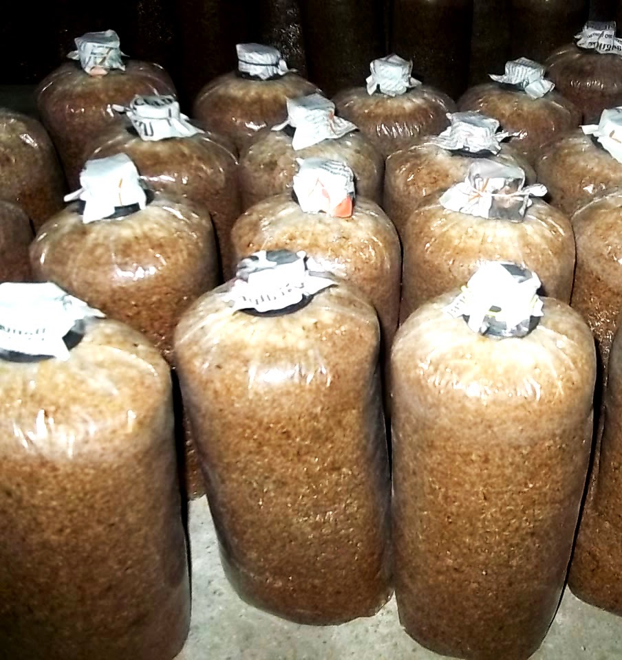 Usaha Budidaya Jamur Tiram