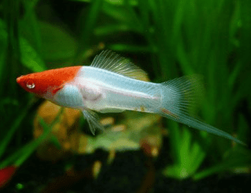 Ikan Pedang - 14 Jenis Ikan Pedang dan Harganya Beserta Cara ...