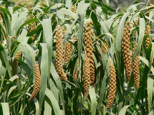 " Mehitenged te mge Menuvu' " (all about Menuvu'): How to Make "Agkud ...