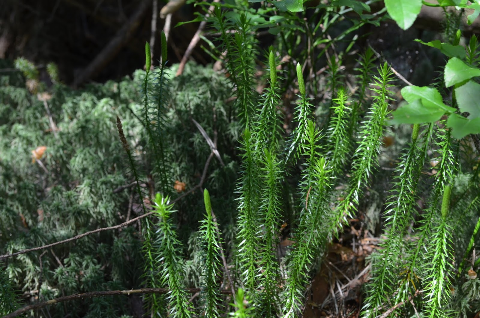 Zielnik L.M. Montgomery: Creeping spruce - widłak