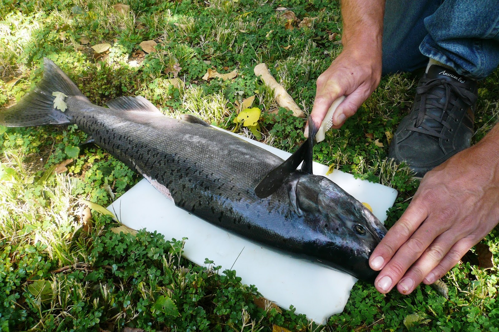 Countryman: Foraging California's Wild Side: How to Cut a Large Fish ...