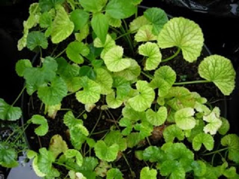 Budidaya Tanaman Pegagan (Centella asiatica L Urban) | Alam Indah