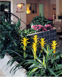 Agriculture / Gardening: National Indoor Plant Week starts Sept. 15