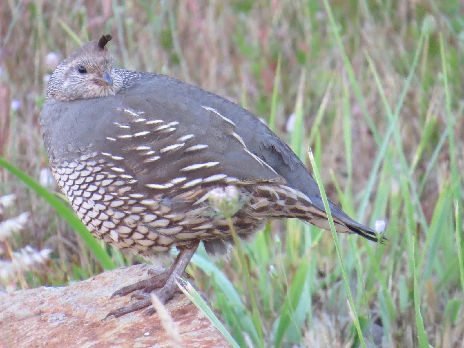 Garden Grumbles and Cross Stitch Fumbles: July Stitching July Birds