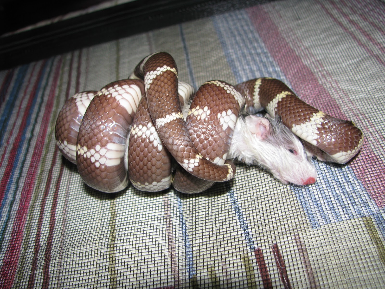 Ninhos dos Repteis: Cobra Real Californiana