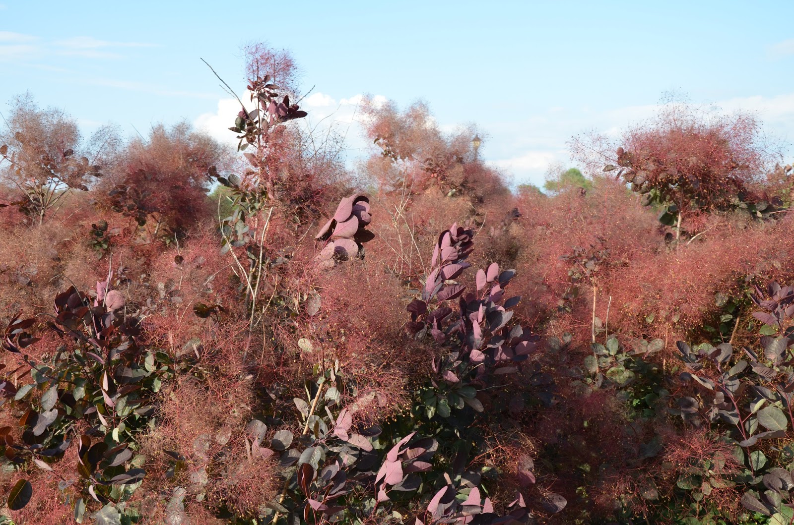 Kroniki Inowrocławskie: Hortensjowy zawrót głowy