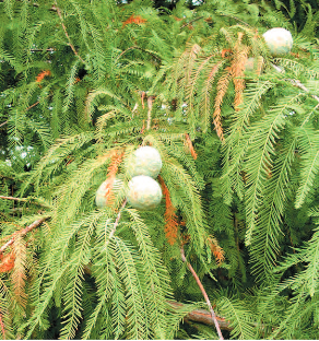 parquealamillo-encinarosa: Taxodium mucronatum – Ahuehuete - Ciprés ...
