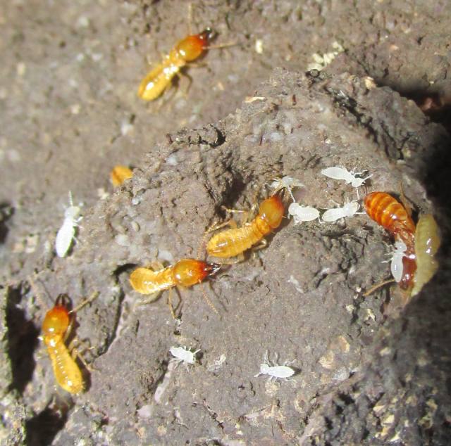 Photos and Info on Ants and Termites of Malaysia: Damp Wood Termites Of ...