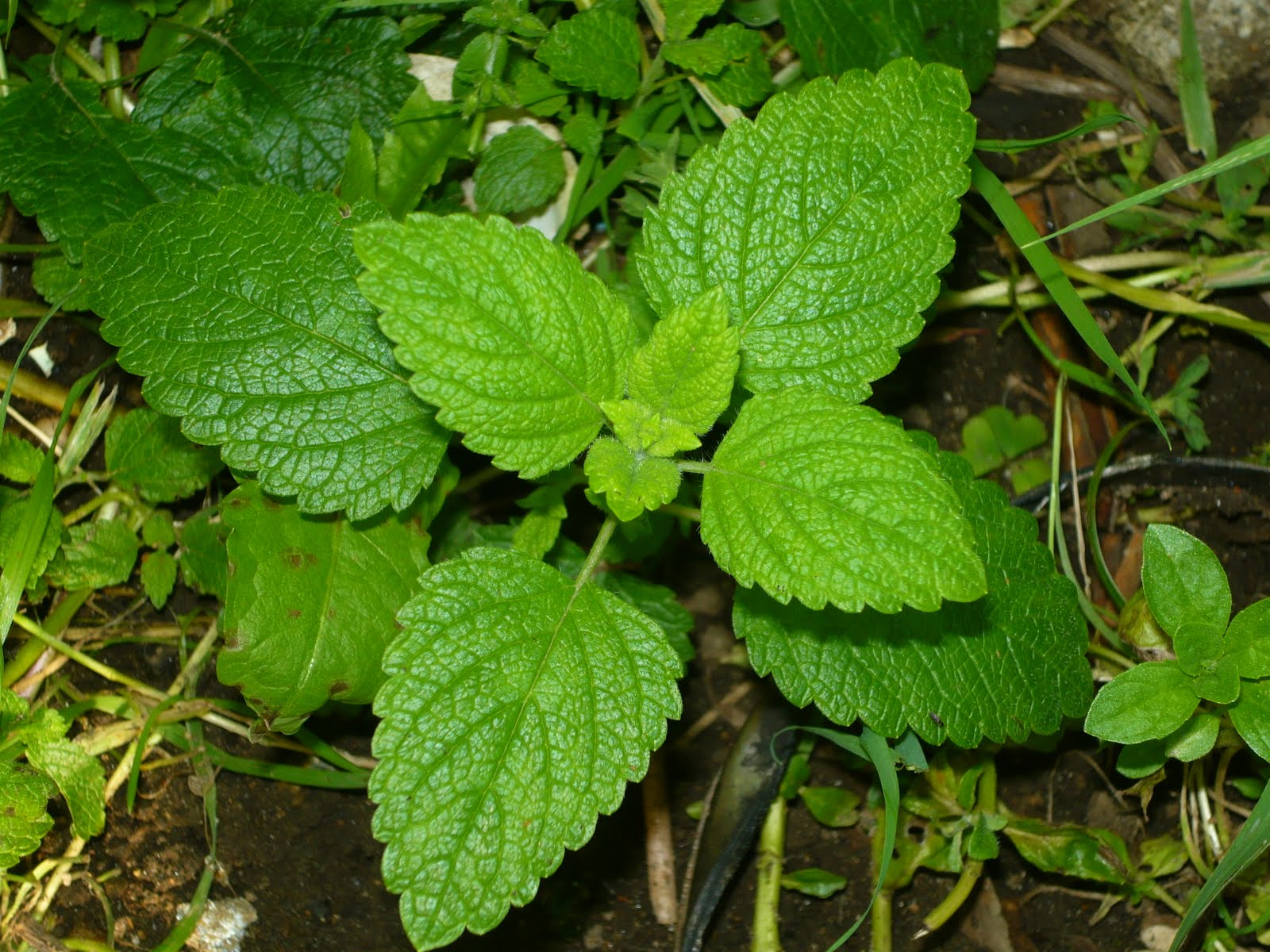 Artesanias en Cuero Natural: TORONJIL