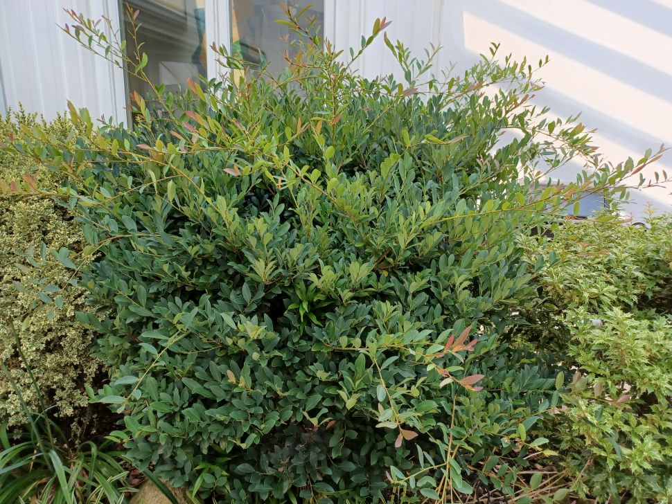 Future Plants by Randy Stewart: Isu Tree