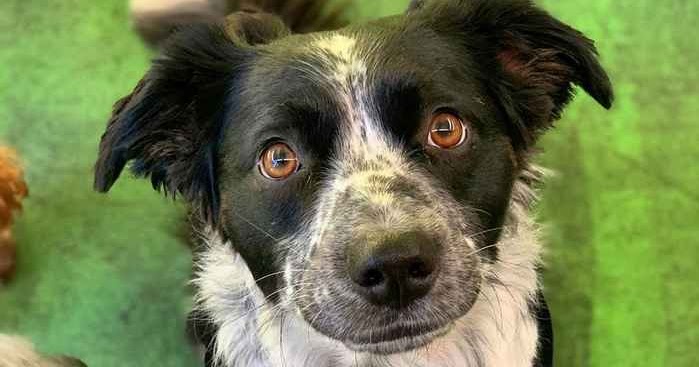 Meet The 10 Smartest Dog Breeds in The World - Dog Universum