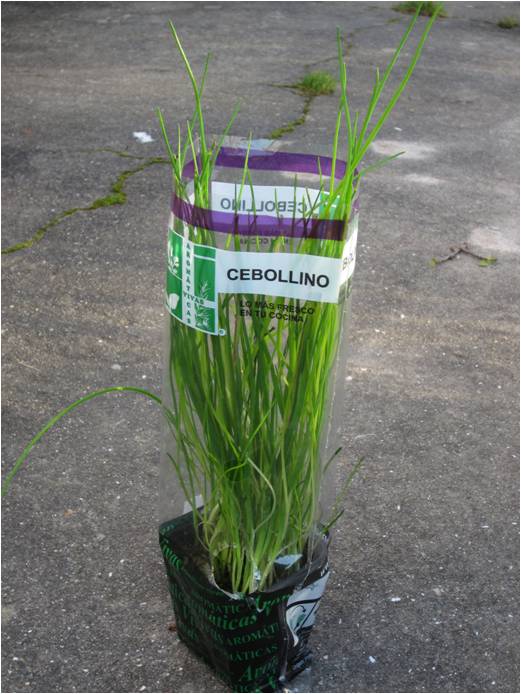 Horta de fim-de-semana: Cebolinho