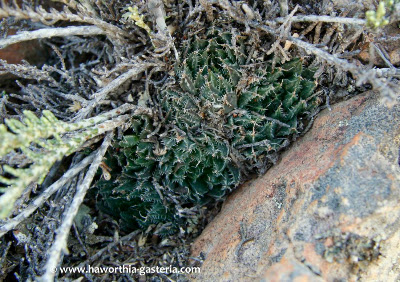 All you wanted to know about Haworthias, Gasterias and Astrolobas ...