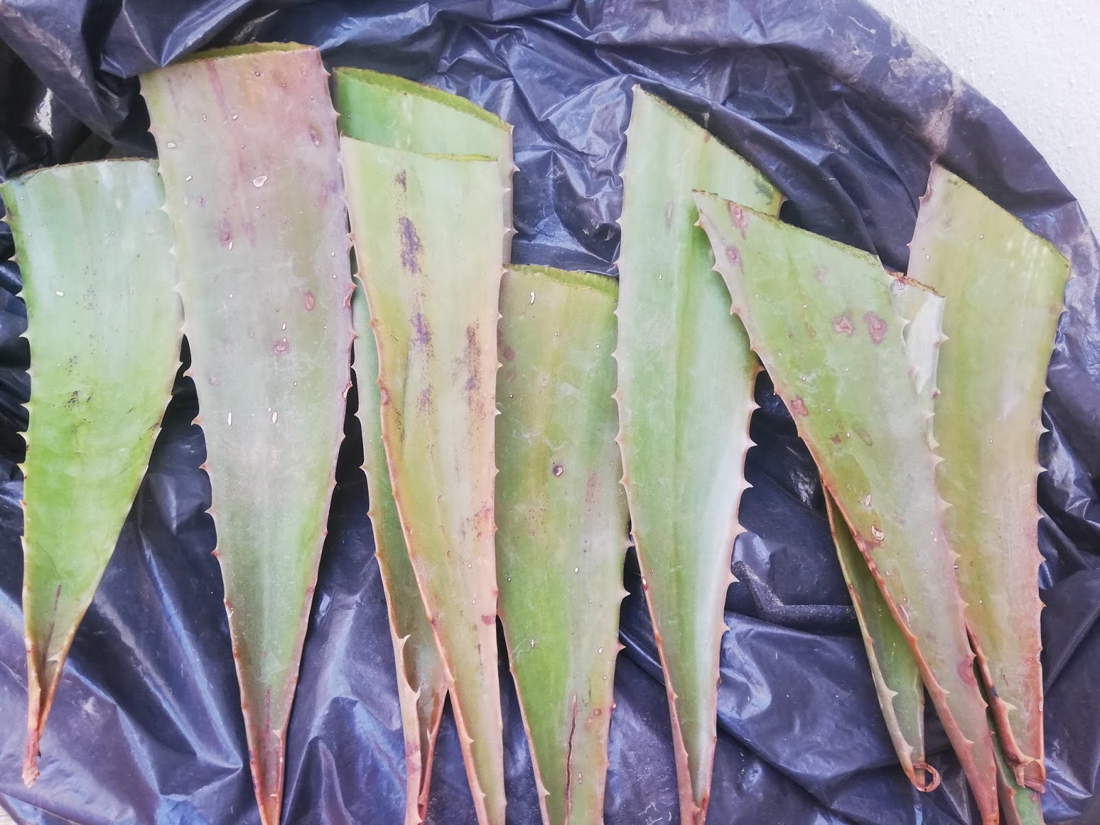 Como Cultivar Sábila / Aloe Vera