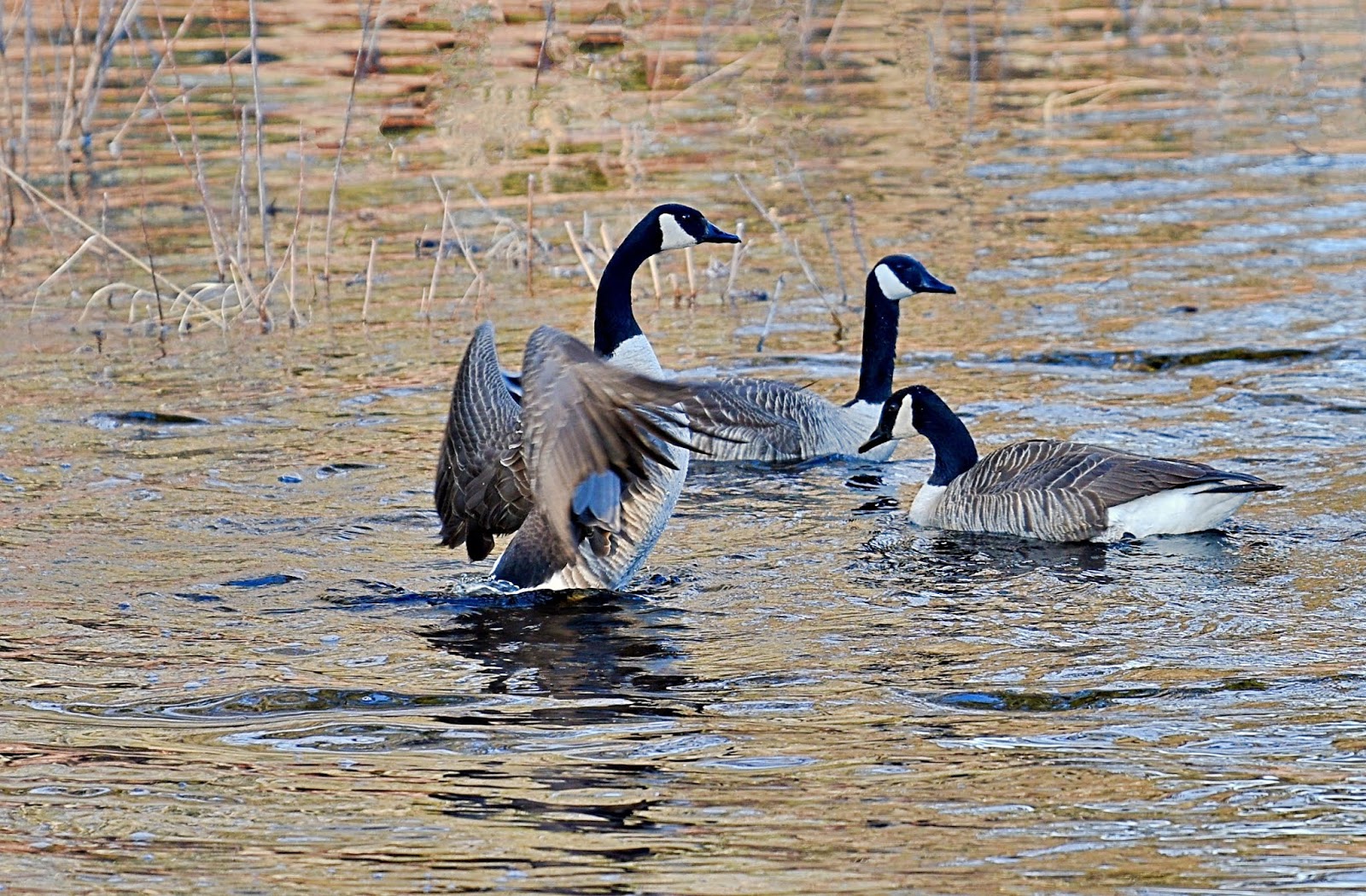 Den'sphotogallery: Canada Geese Portfolio
