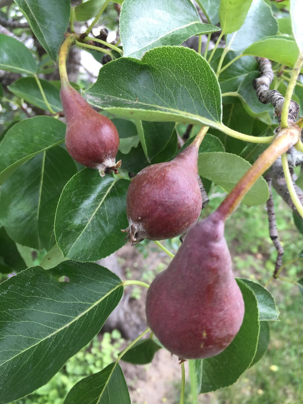 Growing plum, apple, peach, and pear fruit!