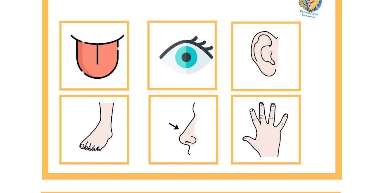 AULA DE SUPERACIÓN: ⭐BINGO PARTES DEL CUERPO HUMANO