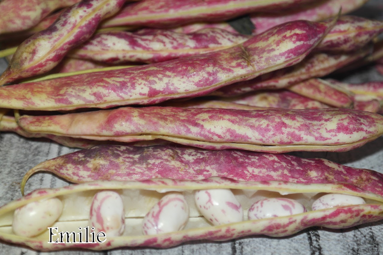 Trois,deux,un je cuisine: Gratin de haricots Borlotti à l'italienne