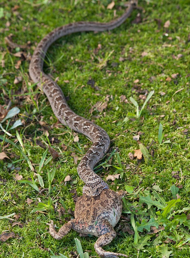 Snakes: Snakes Eating Humans