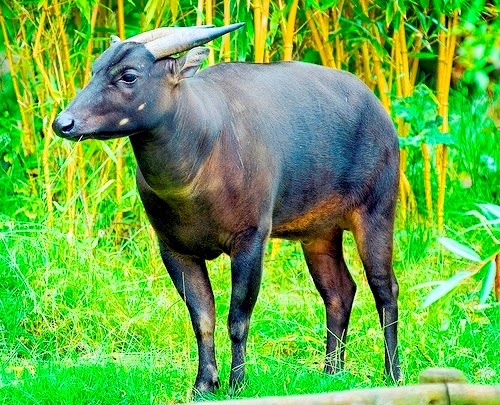 indonesia warna warni: Anoa