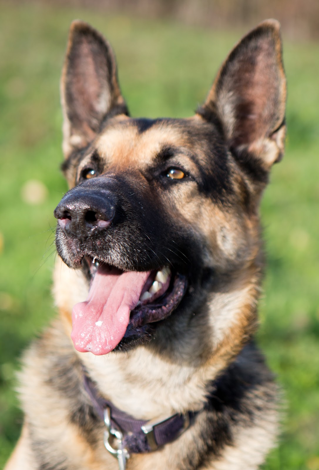 Shelter Dogs of Portland: "CAPTAIN" big handsome German Shepherd