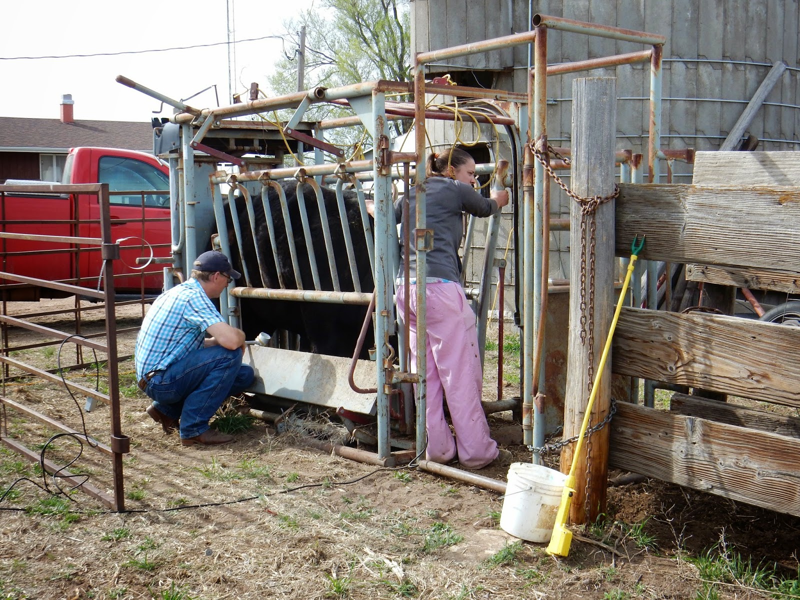 Kim's County Line: "Job Interview" for Bulls