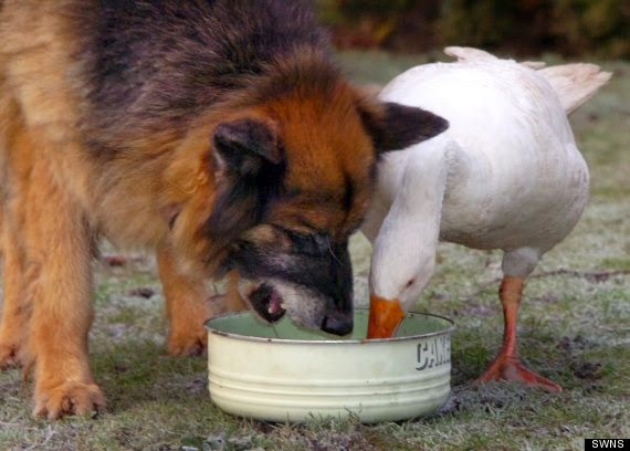 White Wolf : Goose's Gentle Touch Turns Aggressive German Shepherd Into ...