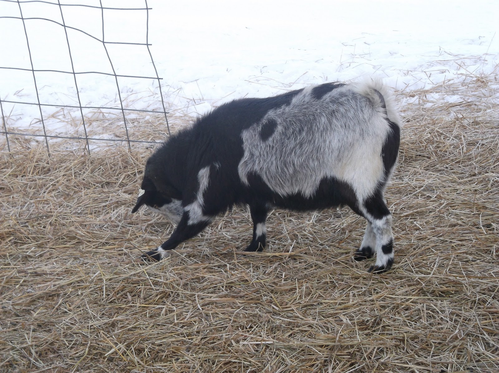 Tye Dye Acres: Fainting Goat Colors and Patterns!