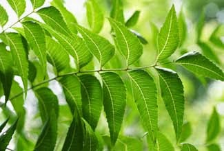 Vibración Mayas Galácticos : EL Secreto de la Medicina Ayurvédica Arbol ...