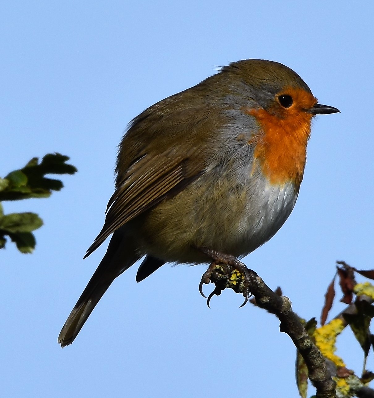 Andrew Robin photography.: Robin