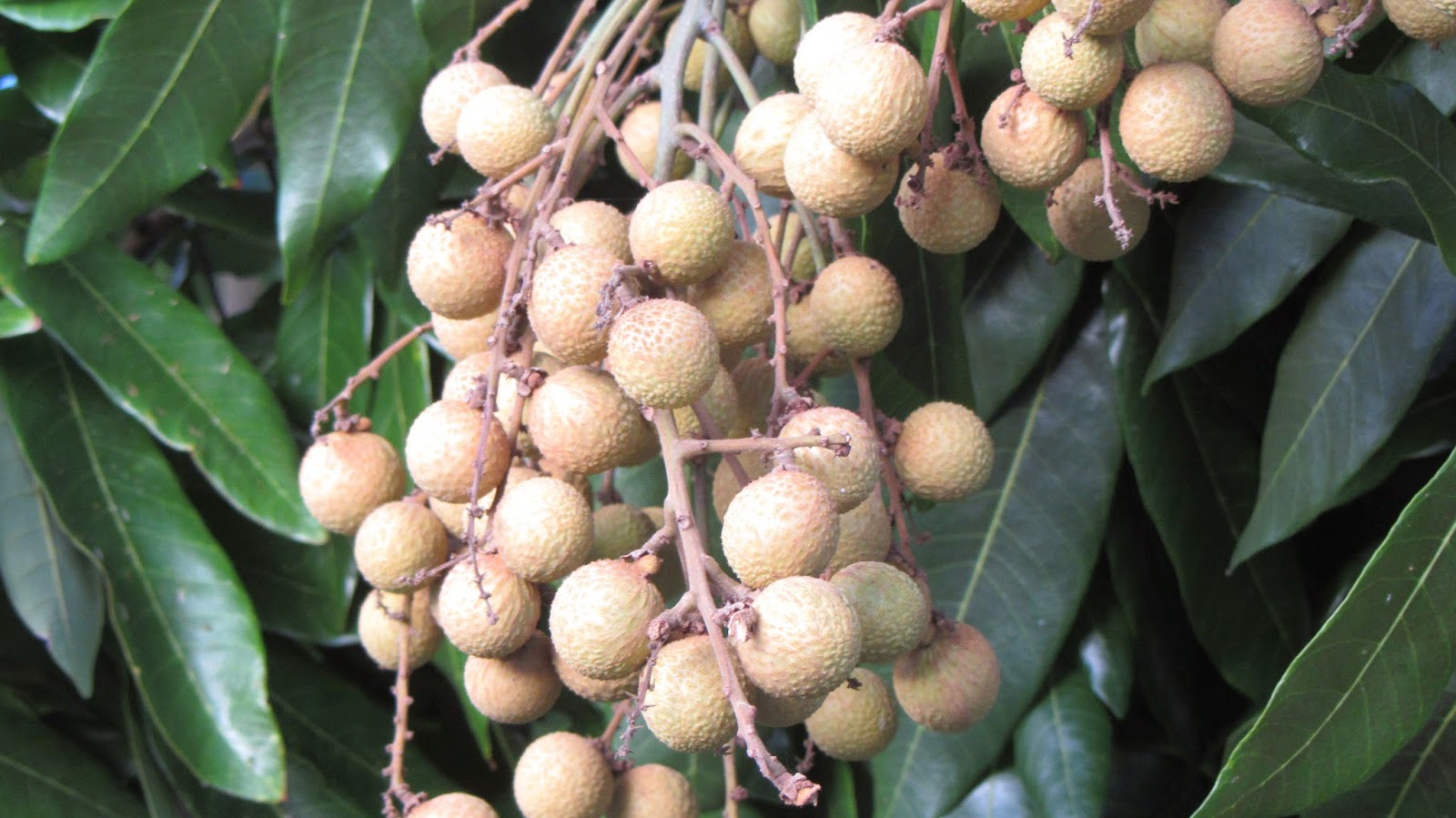 Estudiando Agricultura en Taiwán: 5 días + 4 noches: deshidratación de ...