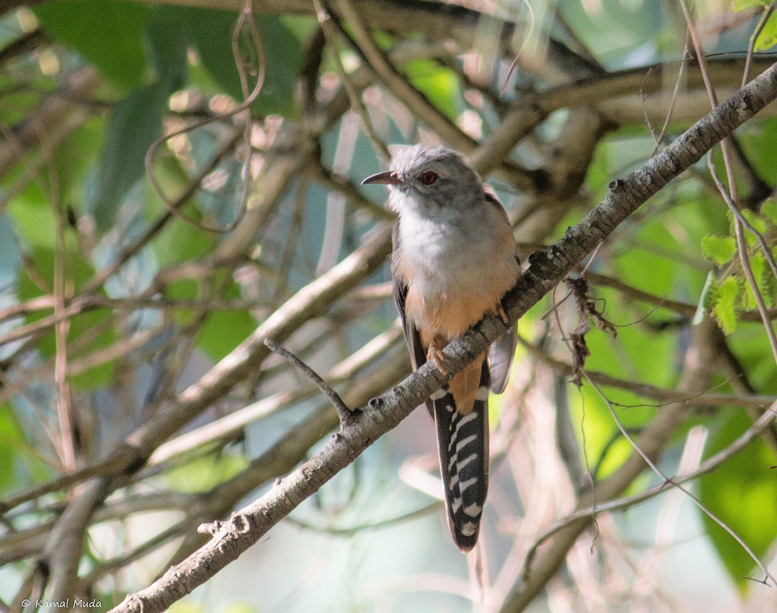 SOUTH EAST ASIA BIRDS - Malaysia birds paradise: Rusty-breasted Cuckoo