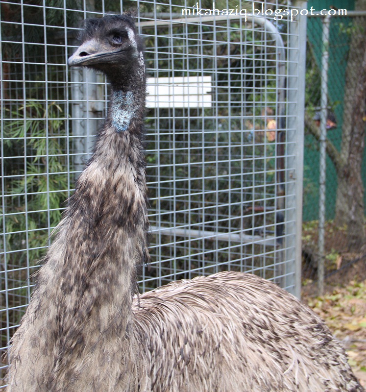 mikahaziq: Things to do in Brisbane: Lone Pine Koala Sanctuary