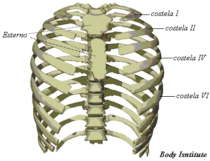 ciencias a bordo: Ossos do corpo humano