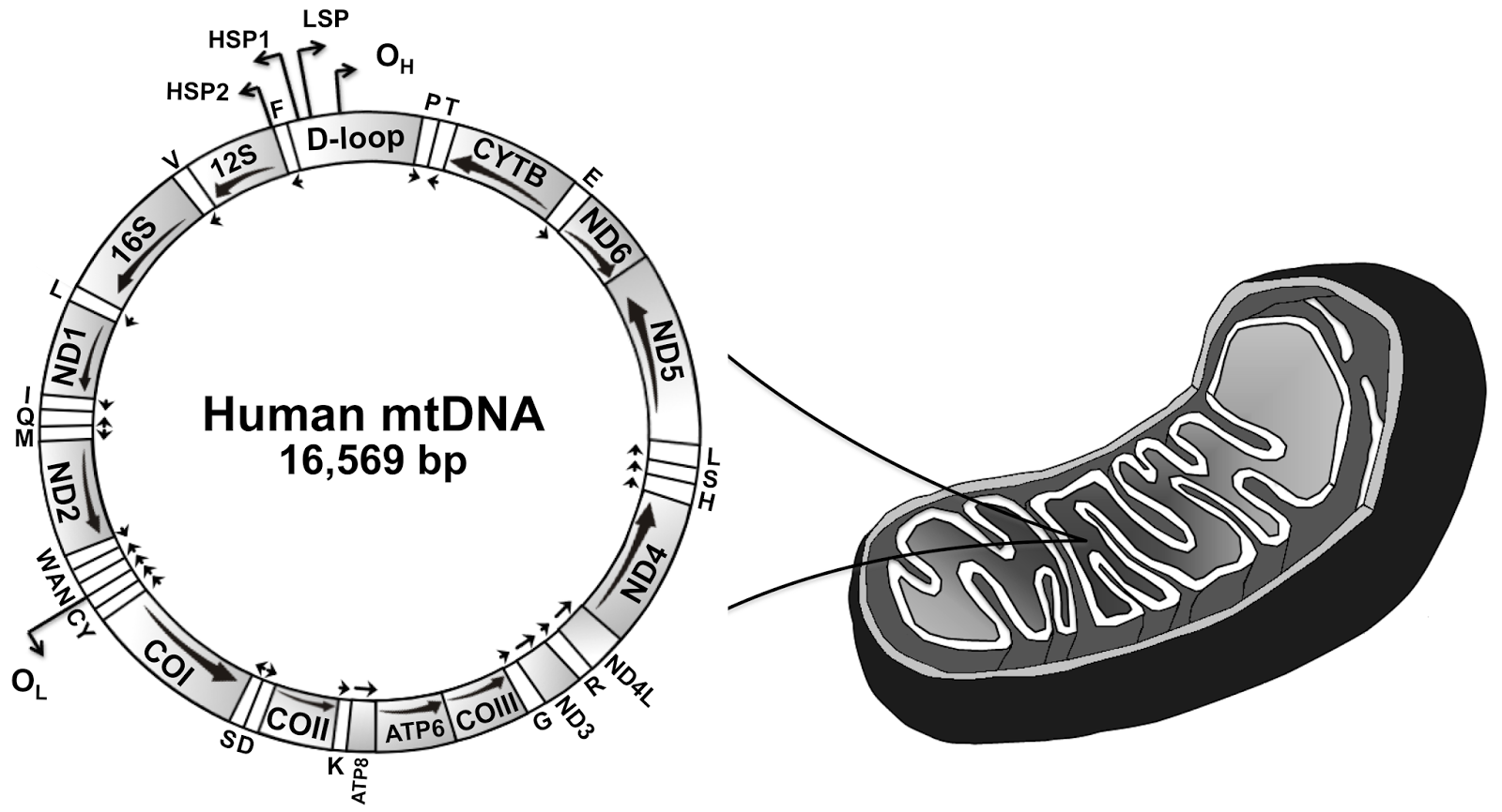 Aplicação do DNA mitocondrial em estudos de genética molecular | Mundo ...