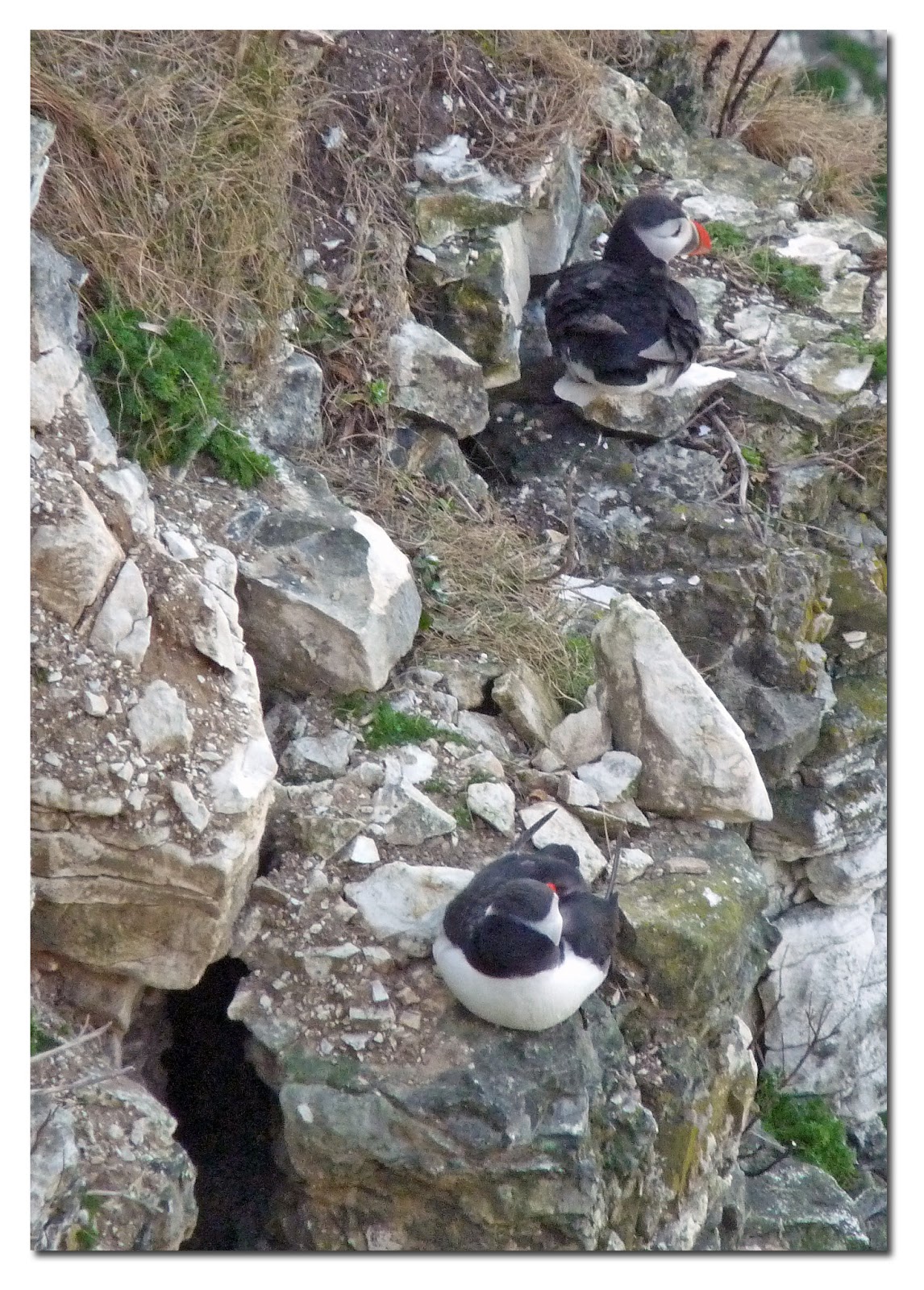 Wild and Wonderful: Beautiful Birds: Puffins at RSPB Bempton Cliffs