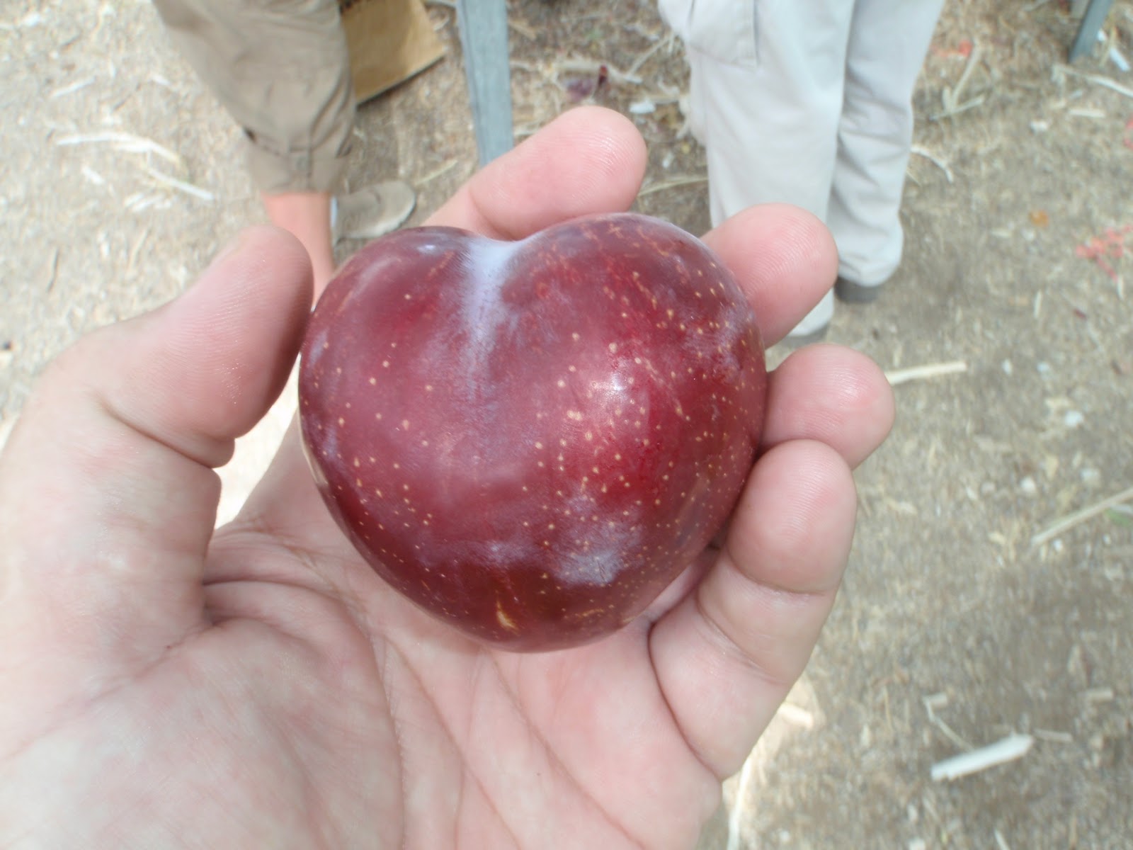 Xtremehorticulture of the Desert: Lots of Thanks to Floyd Zaiger for Pluots