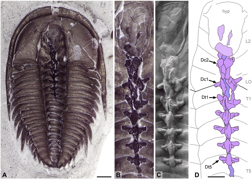 FOSSIL HUNTRESS: GUT TRILOBITE: TAGMOSIS IN AGLASPIDID ARTHROPODS