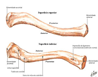 Anatomia...Fisiologia e Fisioterapia