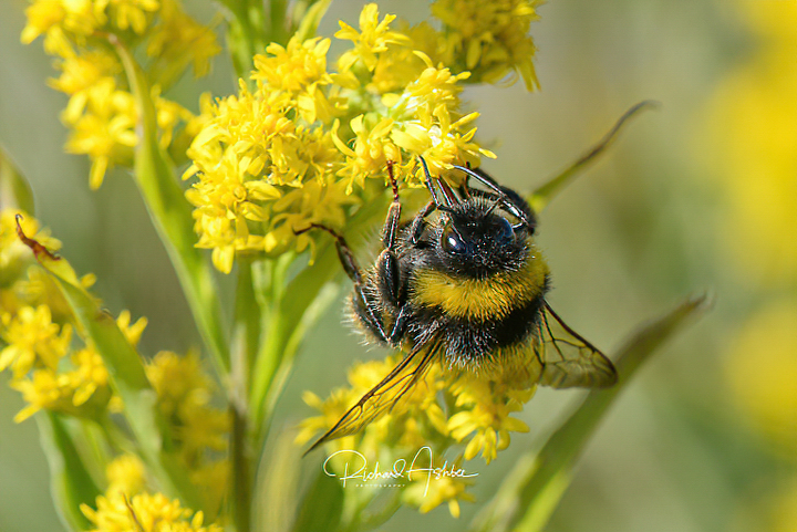 Shetland Storm Force Photography: Shetland Bees