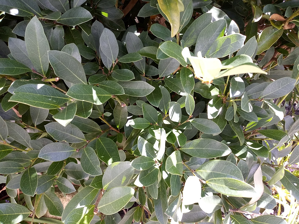 Future Plants by Randy Stewart: Isu Tree