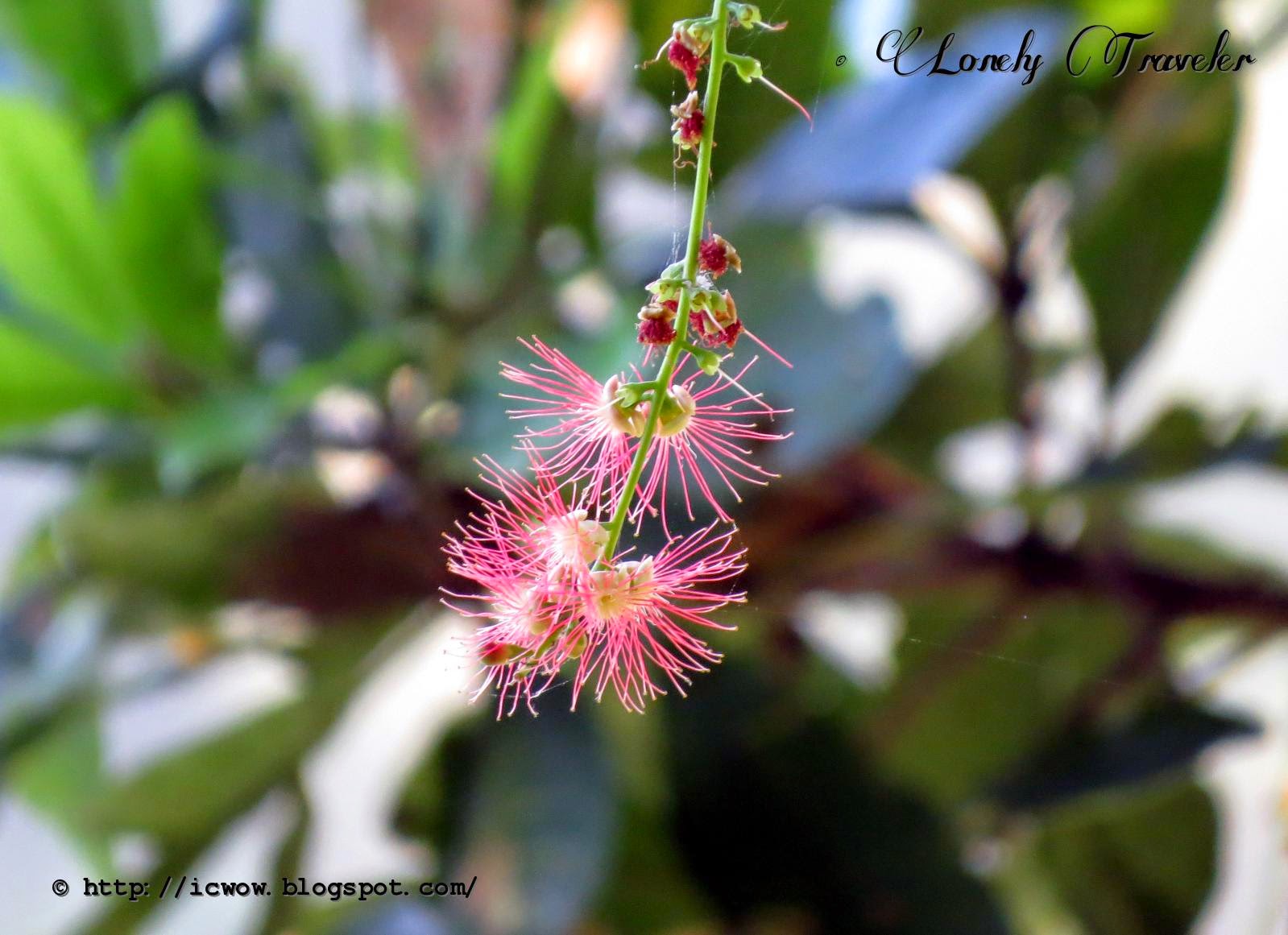 Freshwater Mangrove - Barringtonia acutangula