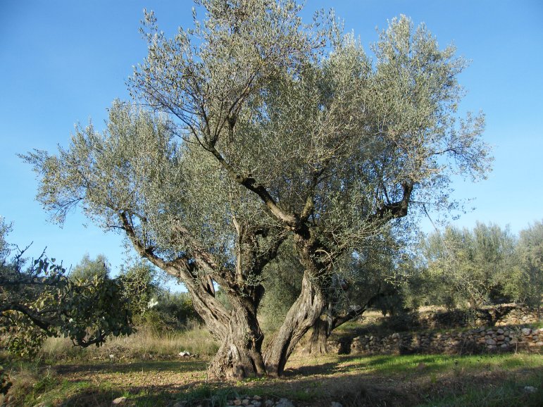 Harca: El país de l’olivera