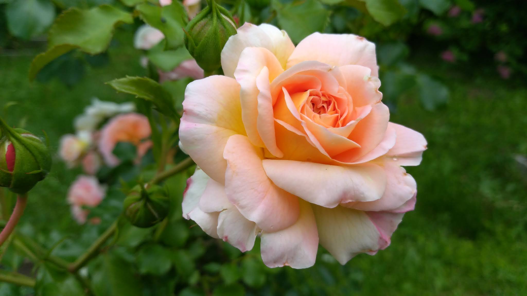 Ranczo Elma: Róża (Rosa) Concerto 94