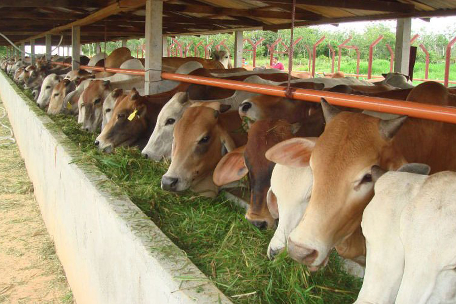 Industri peternakan sapi perah (LTB)