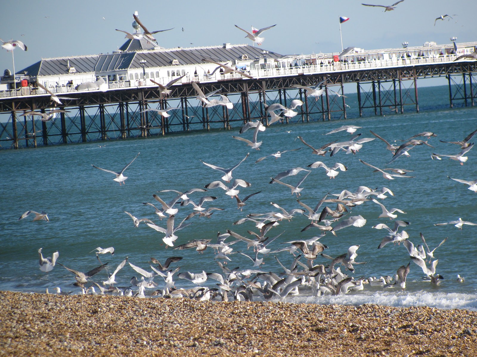ANJULI THERESA BORGONHA: Brighton's super-sized seagulls